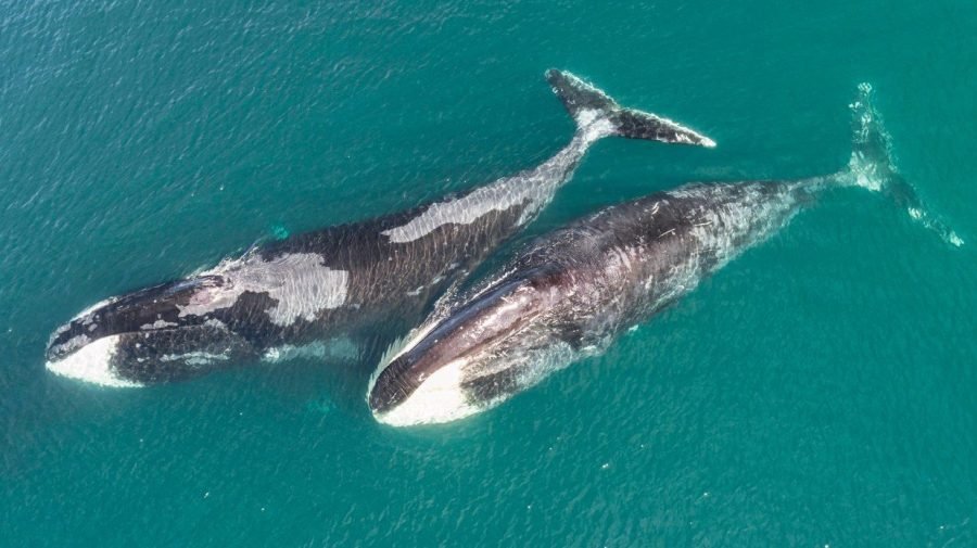 Researchers Discover the Astonishing Way Whales Might Be Talking Over ...