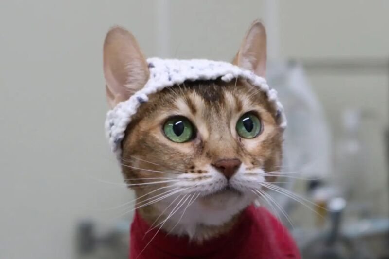 First-Ever Cat Cap Measures Brain Activity Without Using Any Medications
